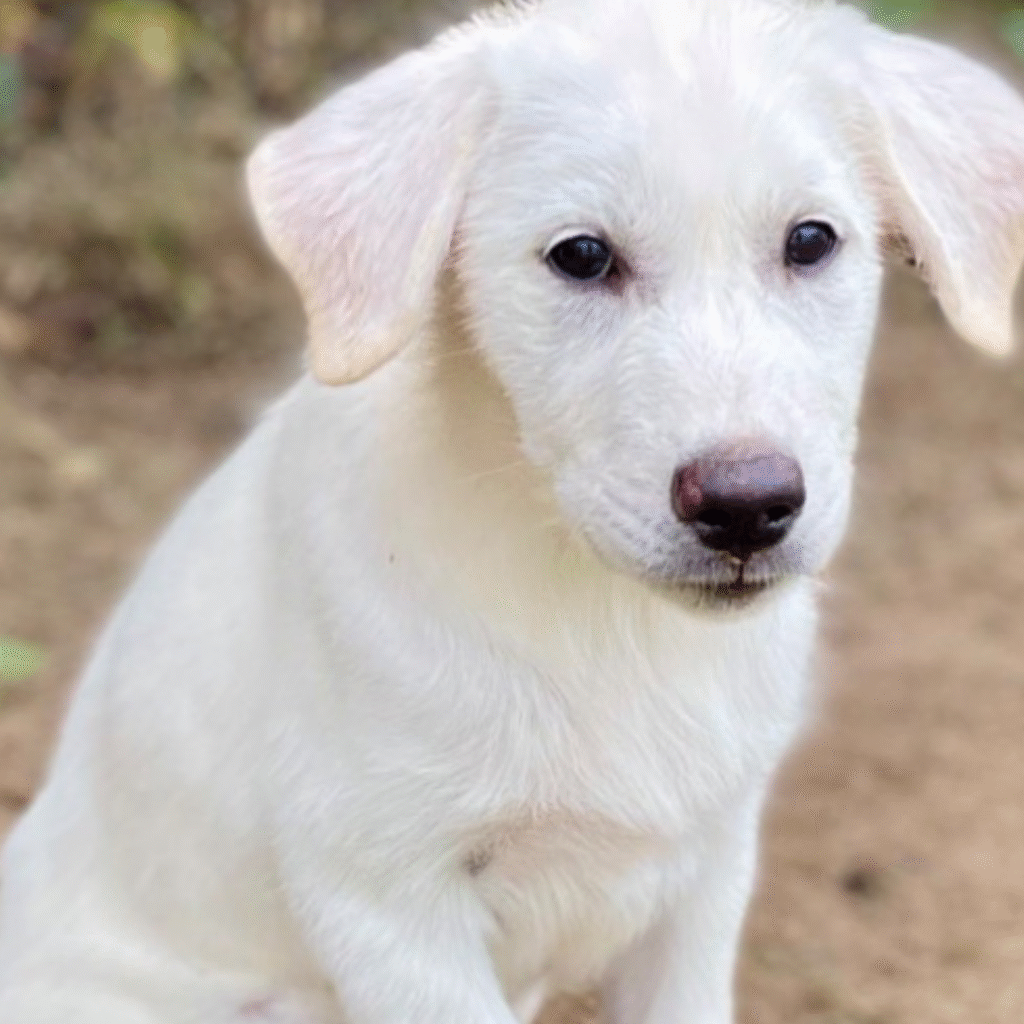 Pups and Pours Block Party | Hartford CT Fundraiser | Dog Star Rescue