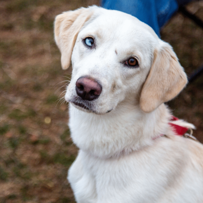 About Dog Star Rescue | CT Best Dog Rescue | Dog Star Rescue