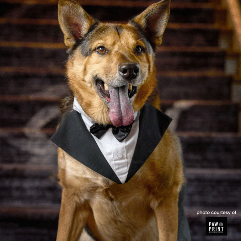 Unleashing the Stars Gala | Delamar West Hartford | Dog Star Rescue
